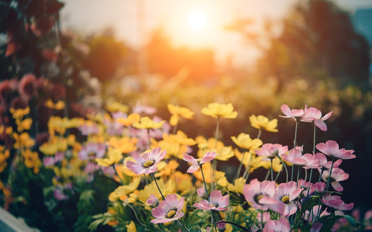 Quelles fleurs choisir pour son jardin